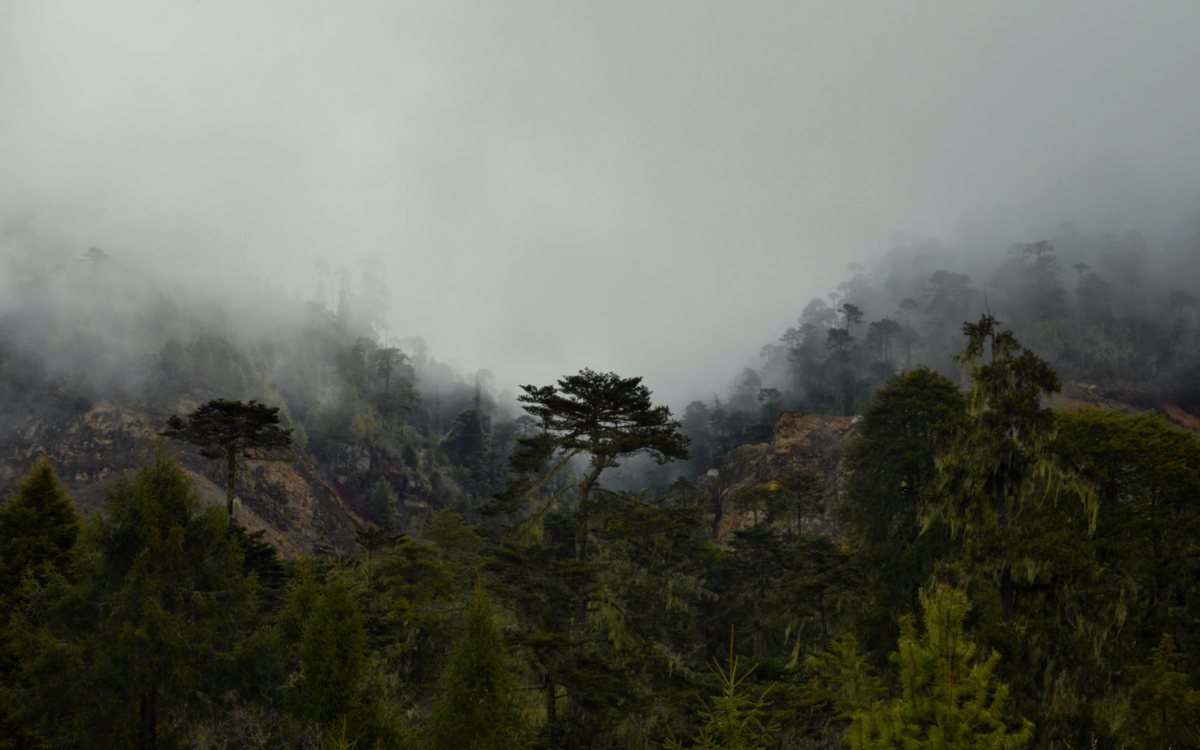 Fee Structure | About | Louis Cali